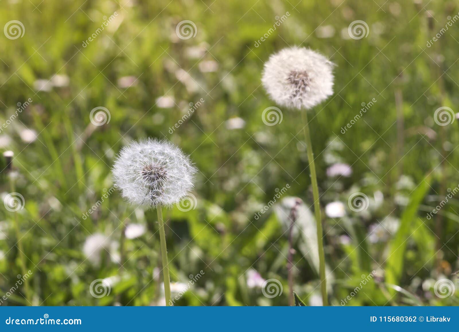 Dandelion Flower with Seeds Ball Stock Photo - Image of dandelion ...