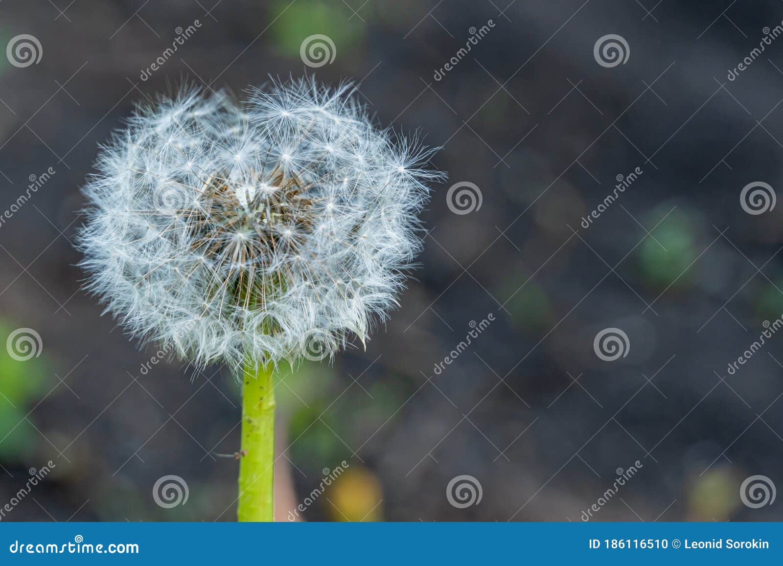 Dandelion Flower with Seeds Ball Close Up Stock Photo - Image of close ...