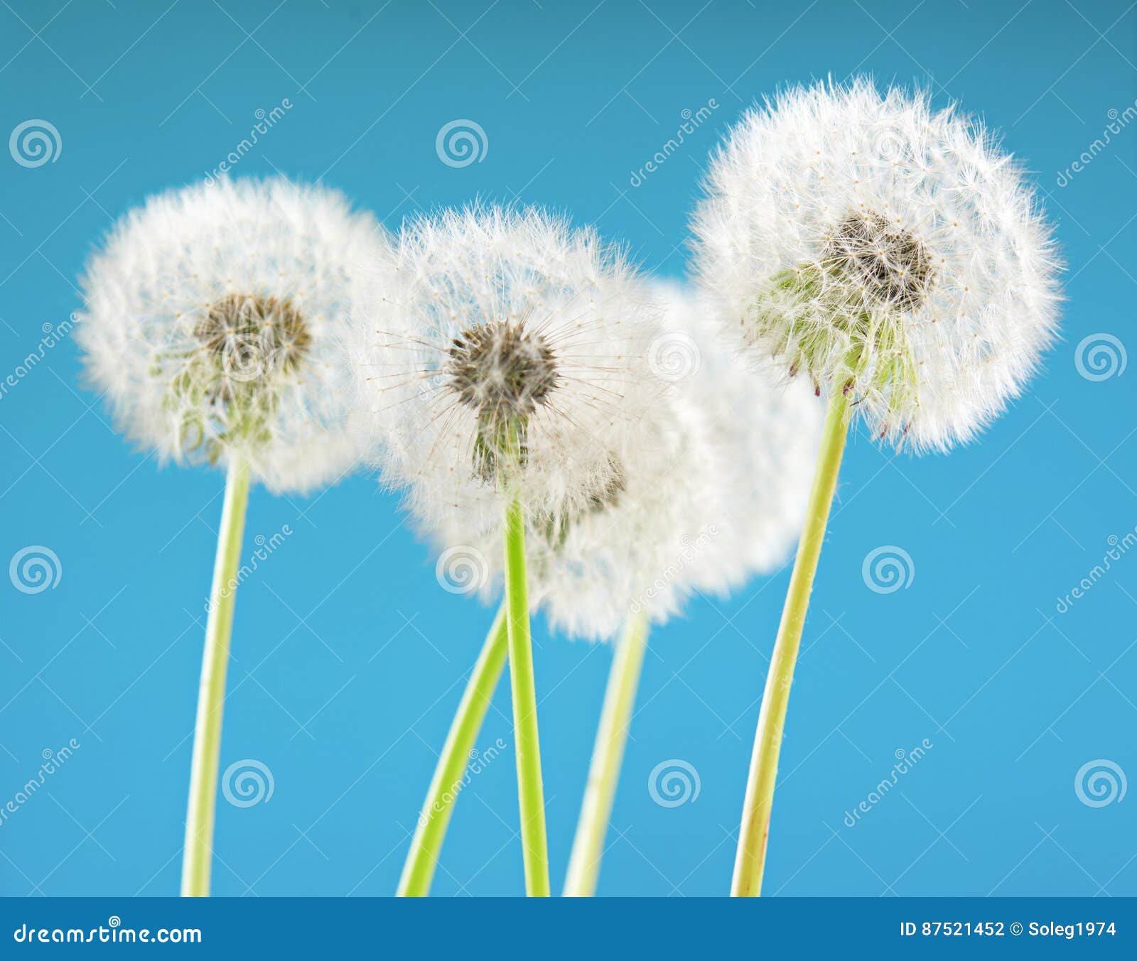 Dandelion Flower on Sky Background. Object on Blue. Spring Concept ...