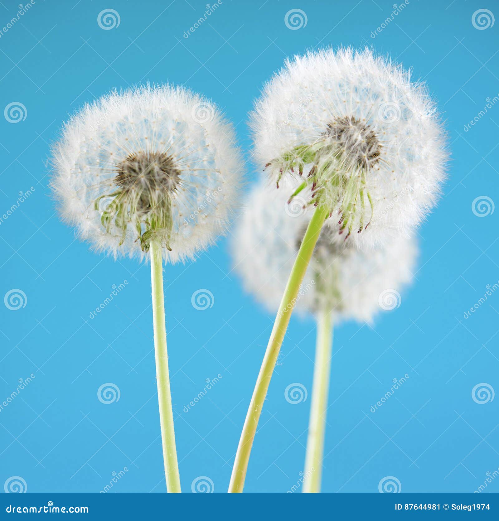 Dandelion Flower on Sky Background. Object Isolated on Blue. Spring ...