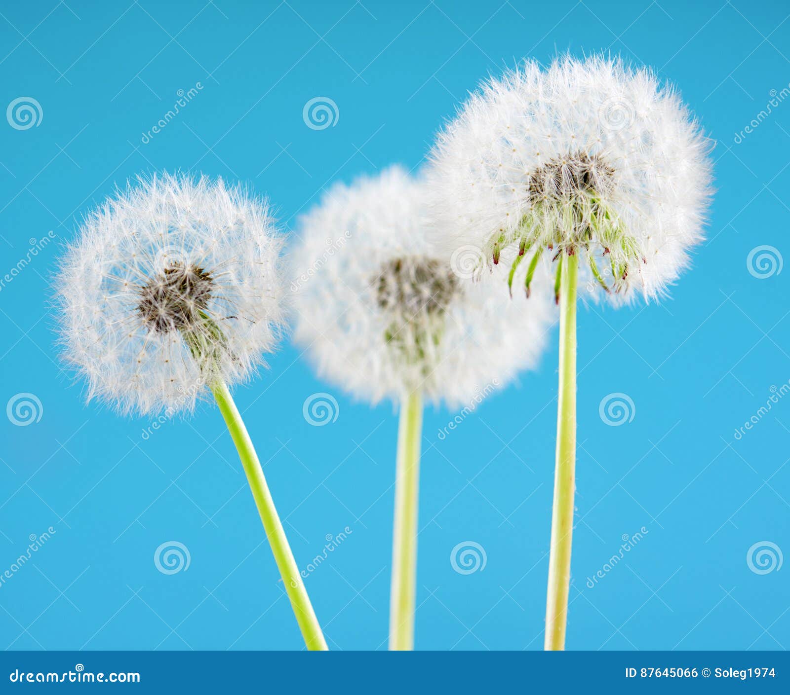 Dandelion Flower on Sky Background. Object Isolated on Blue. Spring ...