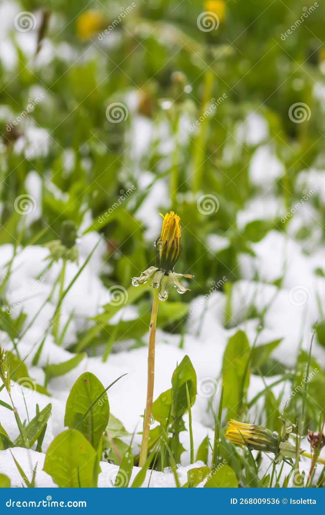 Dandelion Flower in Snow. Nature Details after the Unexpected Snowfall ...