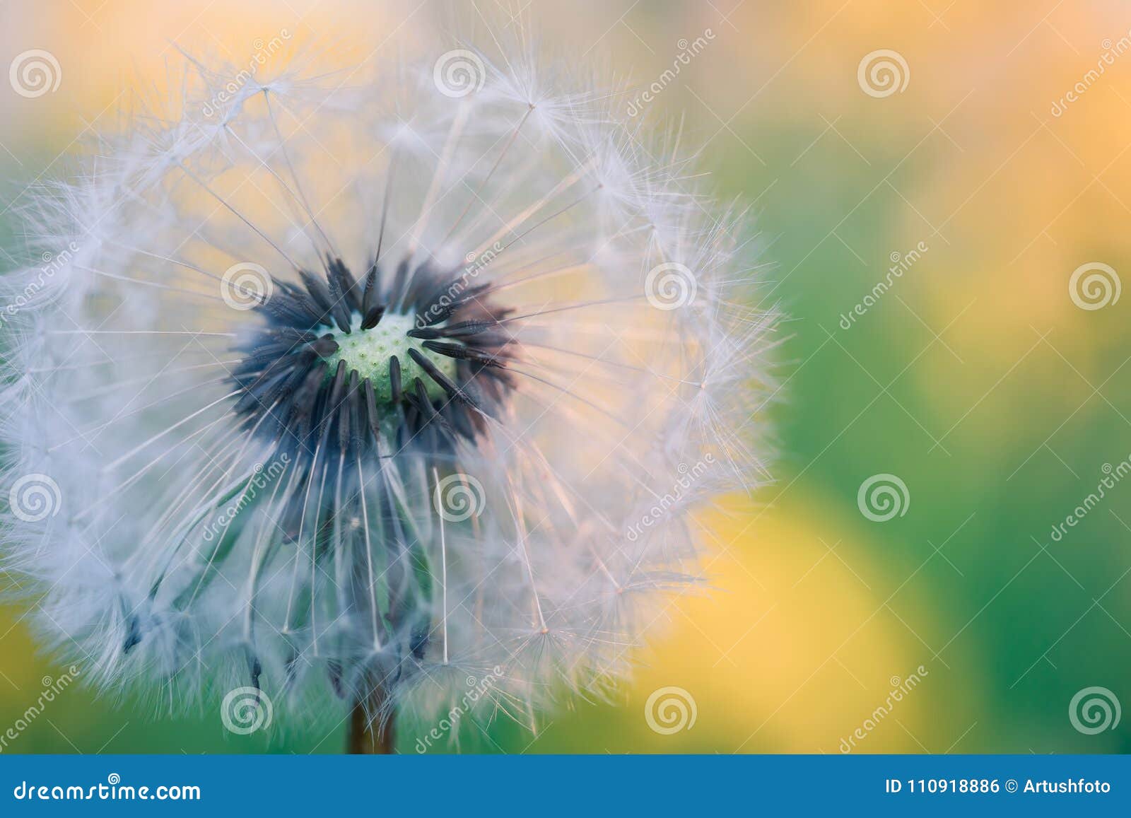Dandelion flower in spring stock photo. Image of flower - 110918886
