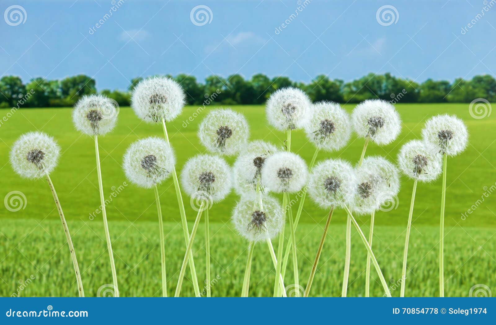 Dandelion Flower on Summer Green Field Background, Many Closeup Object ...