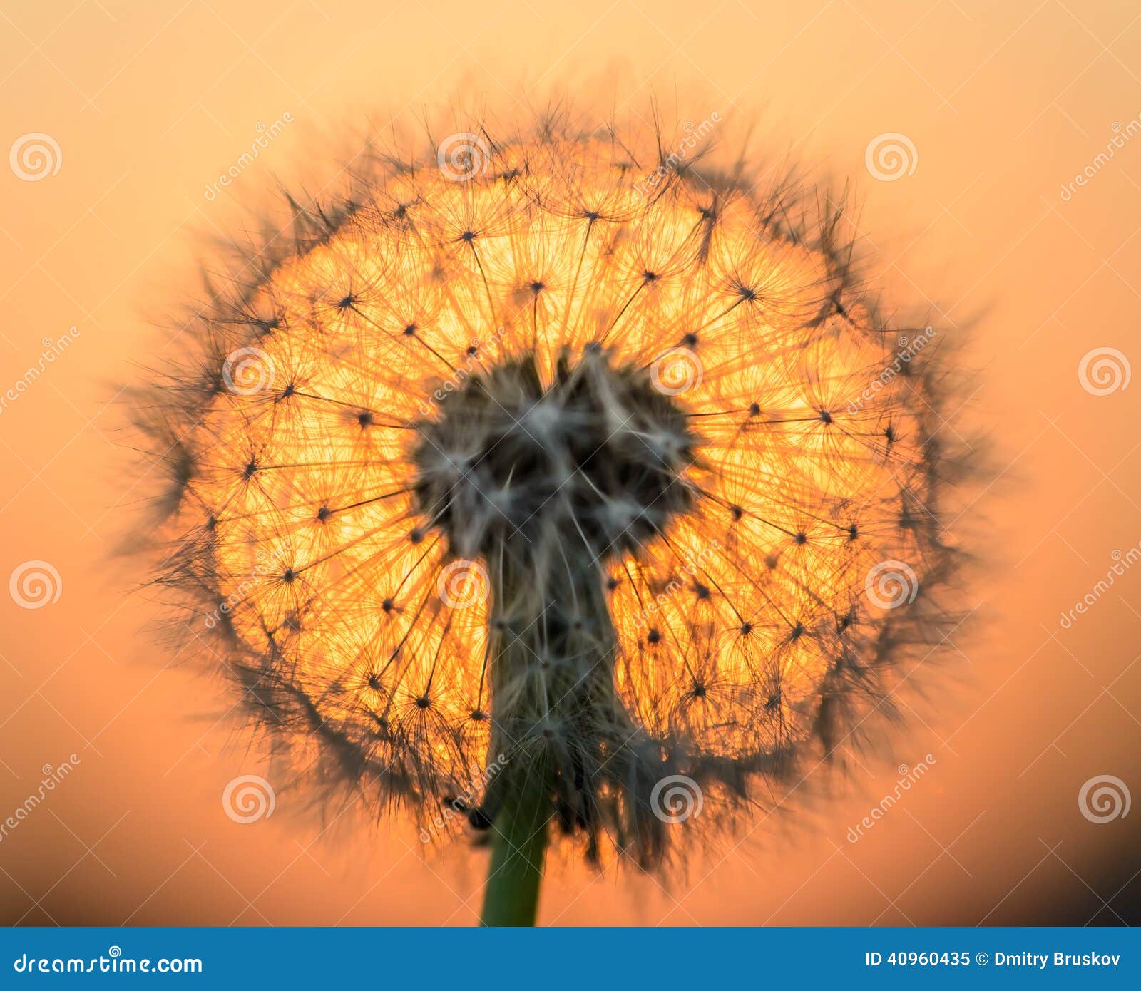 Dandelion Flower in the Sun Stock Image - Image of detail, macro: 40960435