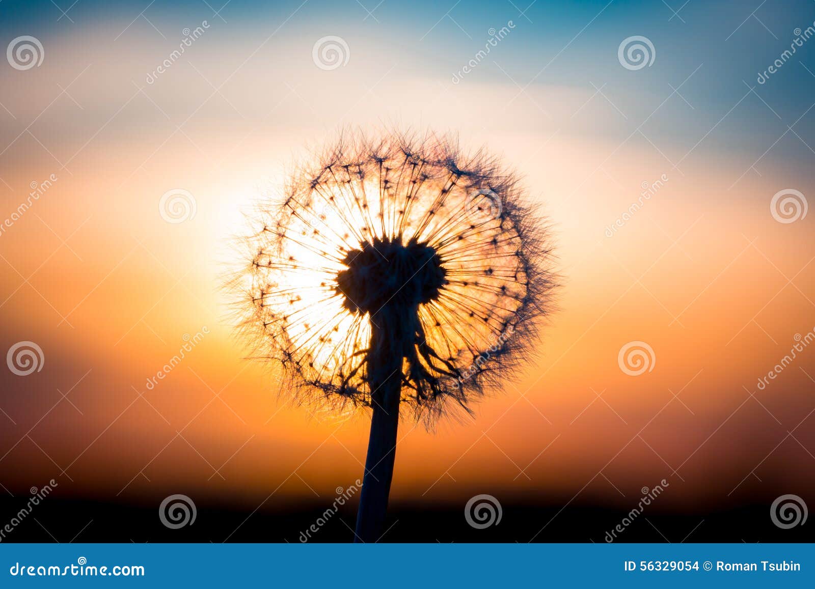 Dandelion Flower with Sunset Stock Photo - Image of brown, nature: 56329054