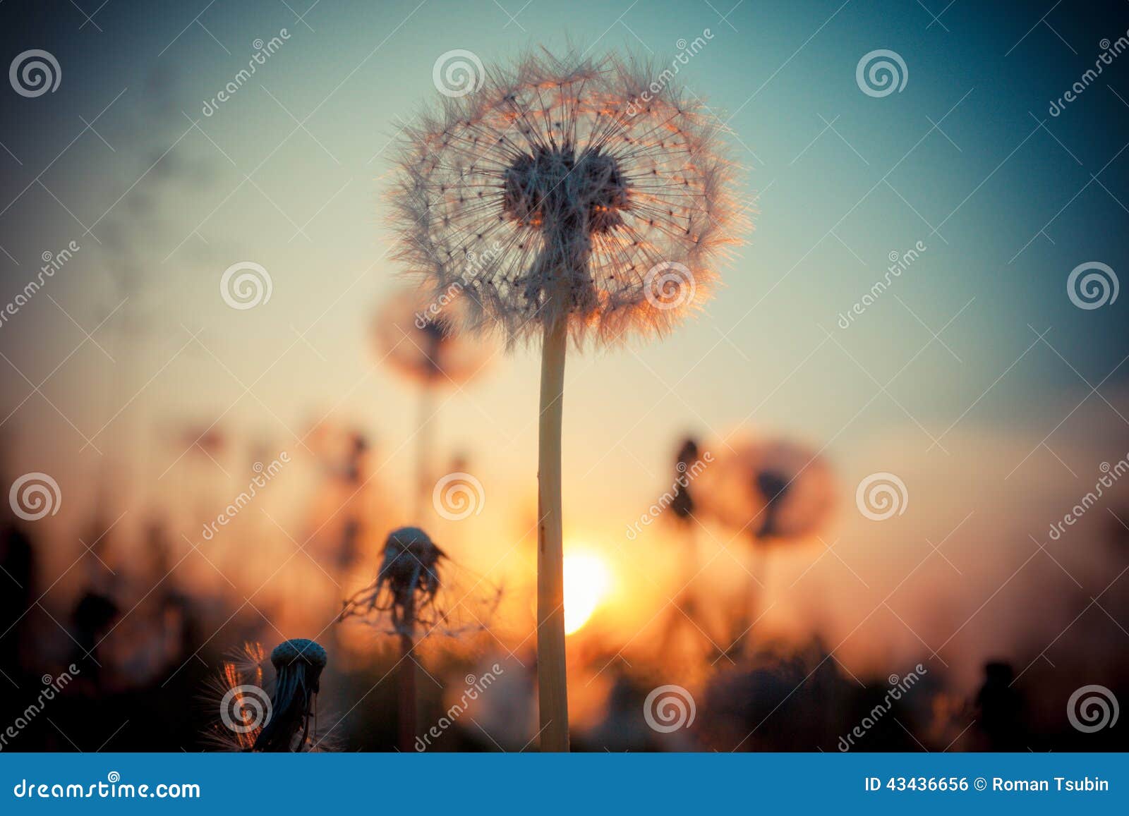 Dandelion flower at sunset stock photo. Image of field - 43436656