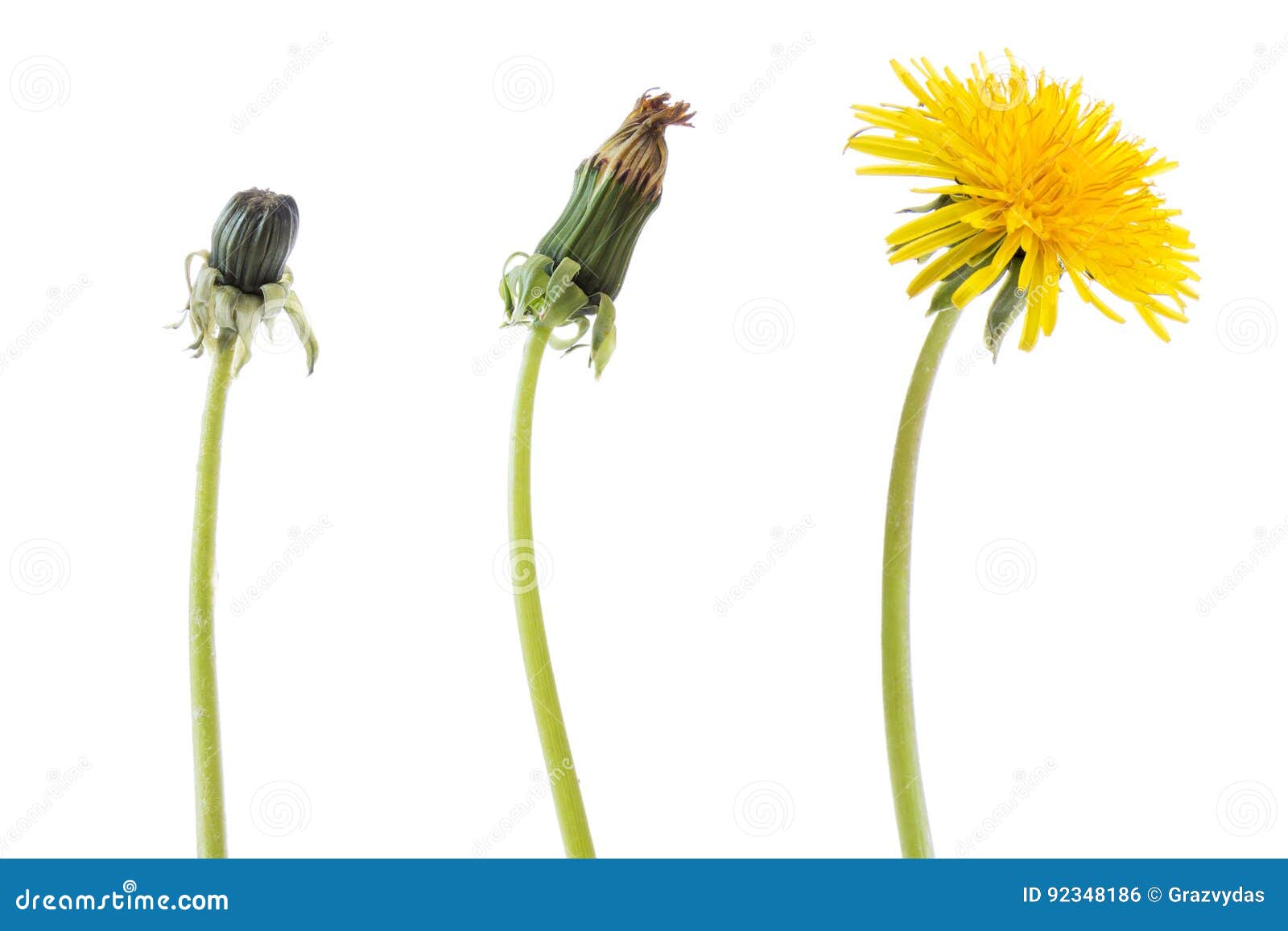 Dandelion Flower in Three Phases Stock Photo - Image of spring, colours ...