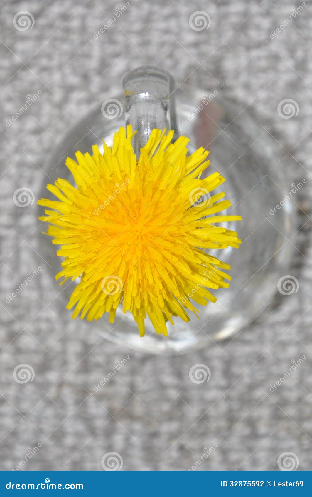 Dandelion flower stock photo. Image of colorful, container - 32875592