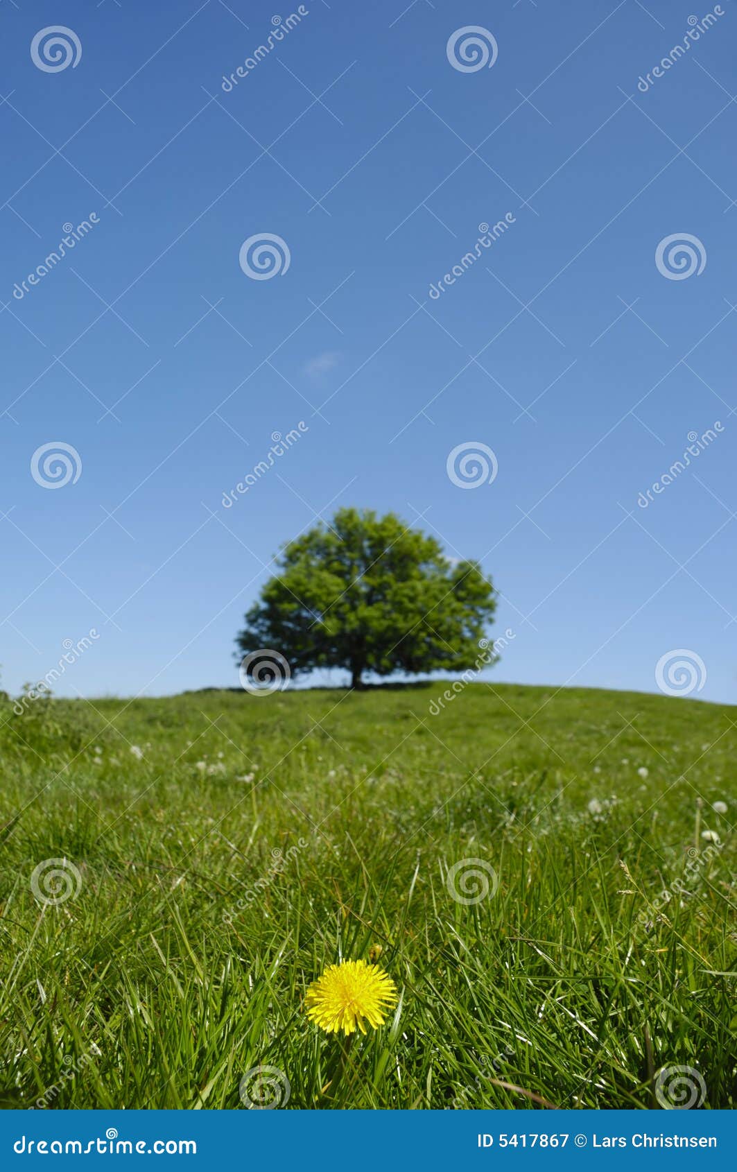 Dandelion flower and tree stock image. Image of grow, growing - 5417867