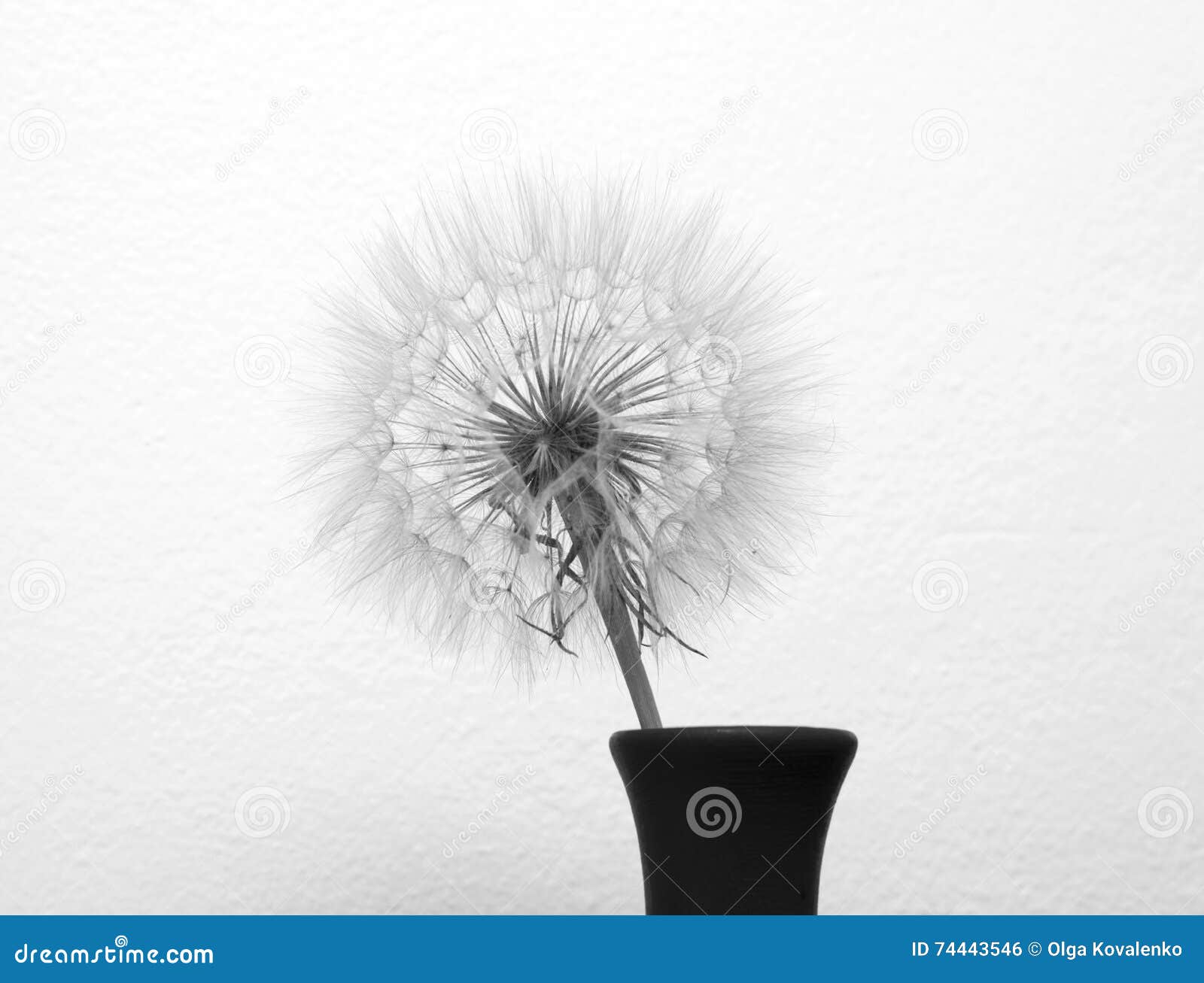 Dandelion flower in vase stock photo. Image of season - 74443546