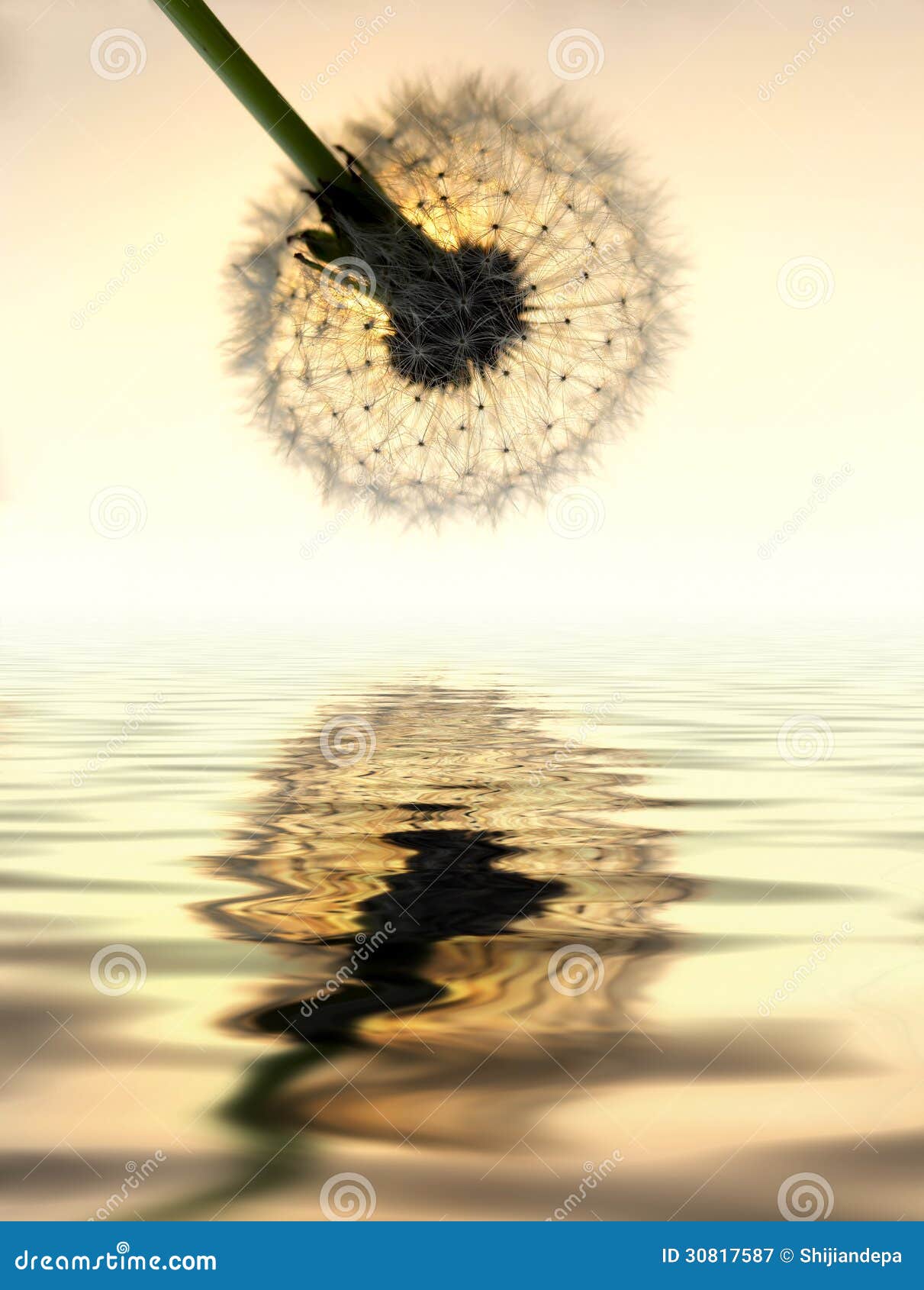 Dandelion flower and water stock image. Image of light - 30817587