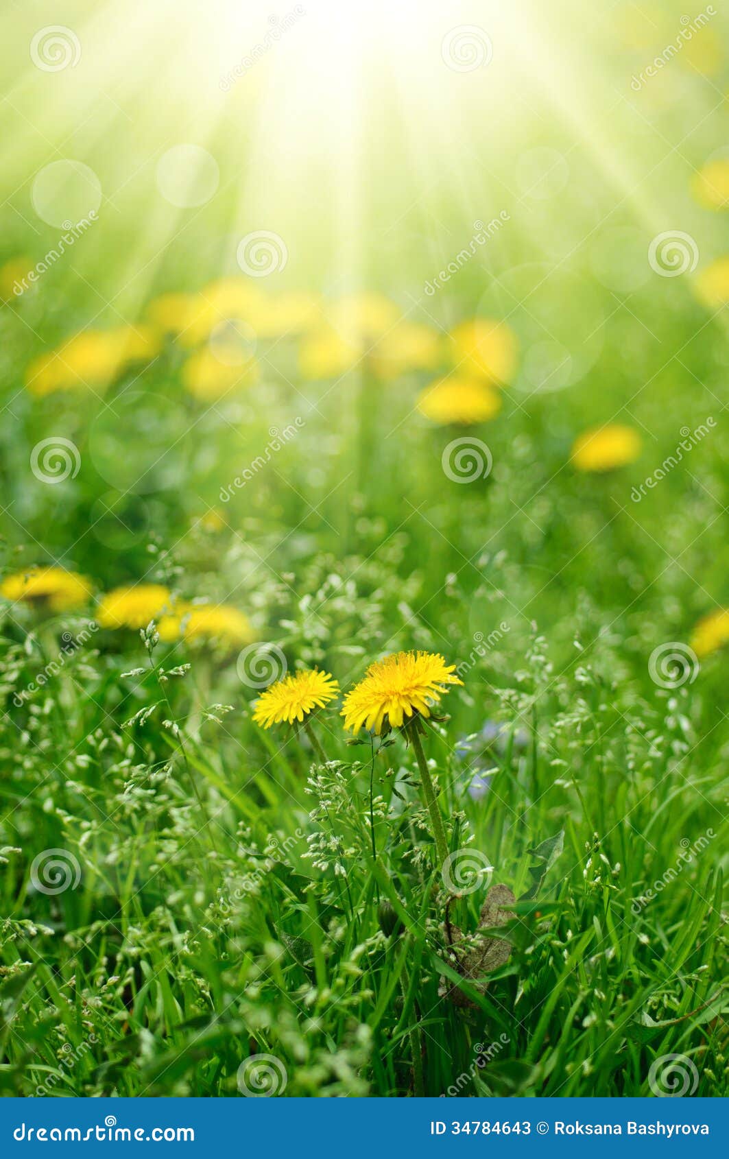 Dandelion flower stock image. Image of light, herb, agriculture - 34784643