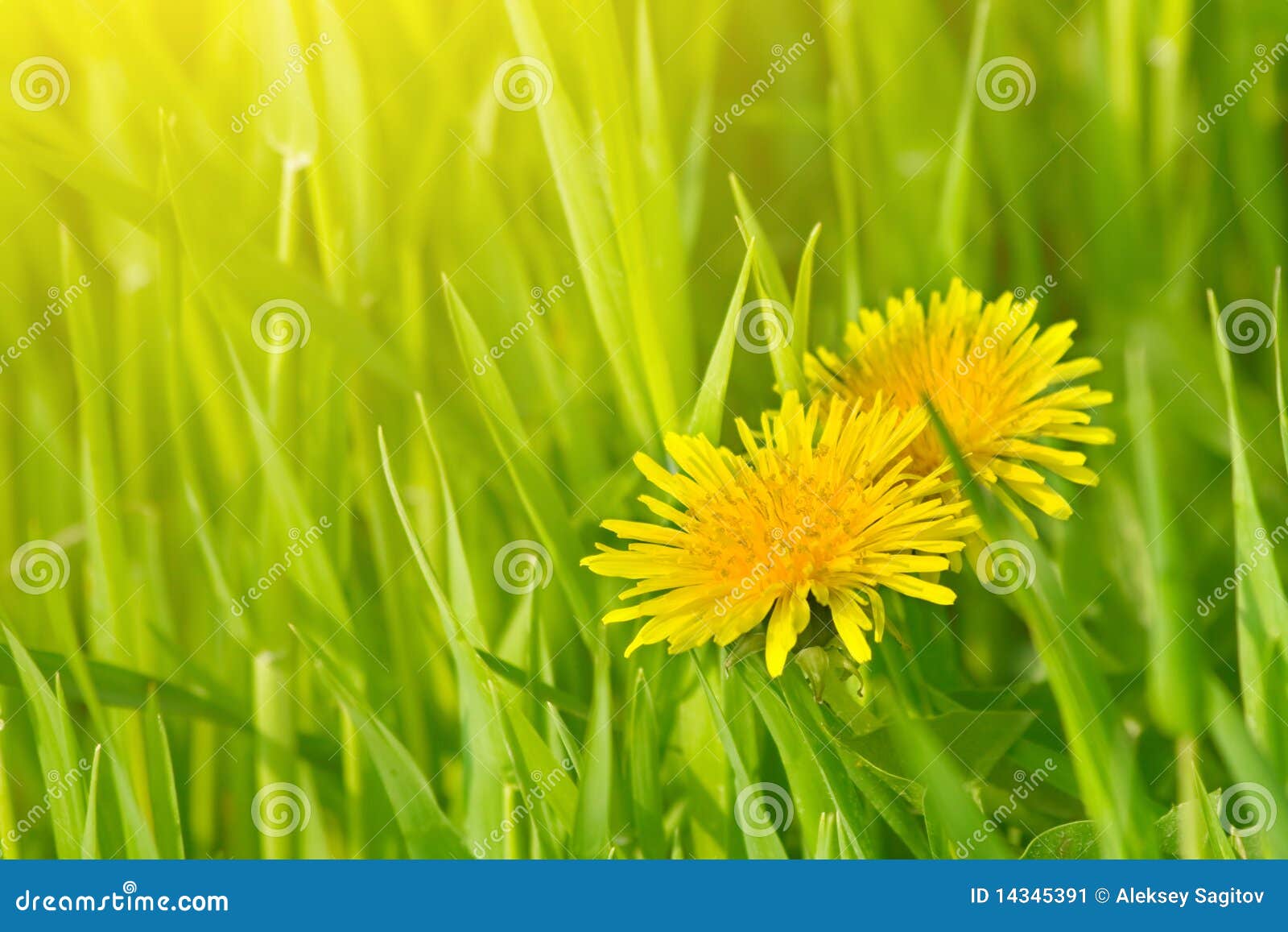 Dandelion flowers stock image. Image of plant, nature - 14345391