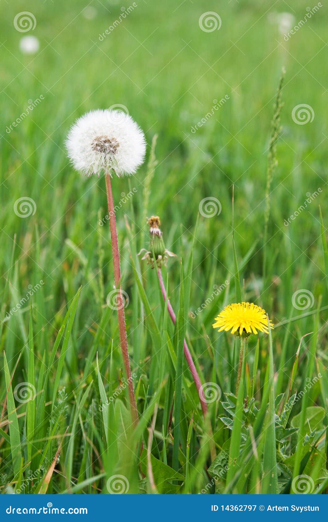 Dandelion flowers stock image. Image of macro, fluff - 14362797