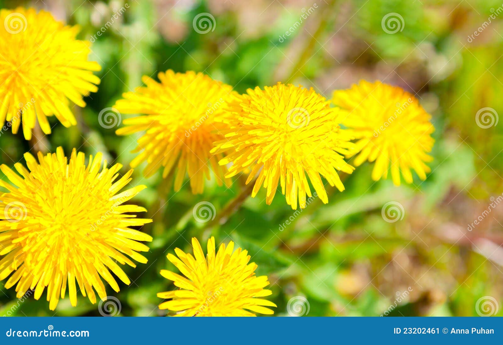 Dandelion flowers stock image. Image of lawn, garden - 23202461