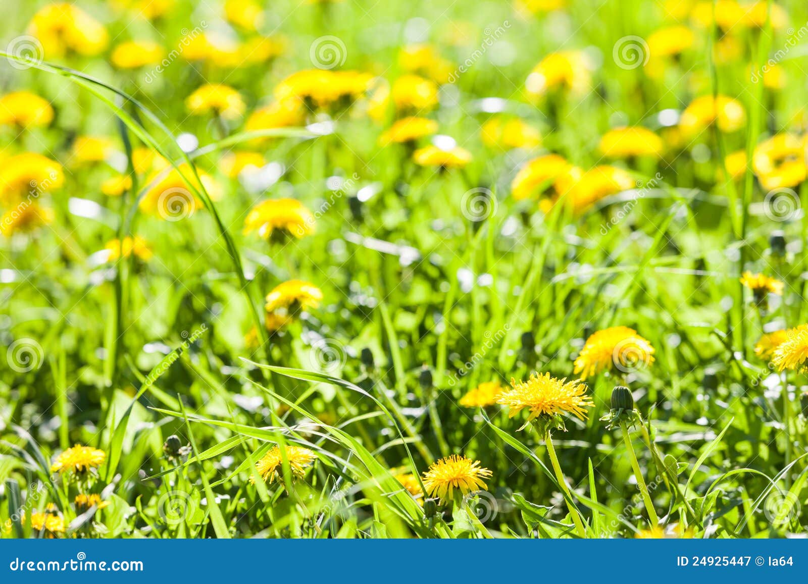Dandelion flowers in bloom stock image. Image of garden - 24925447