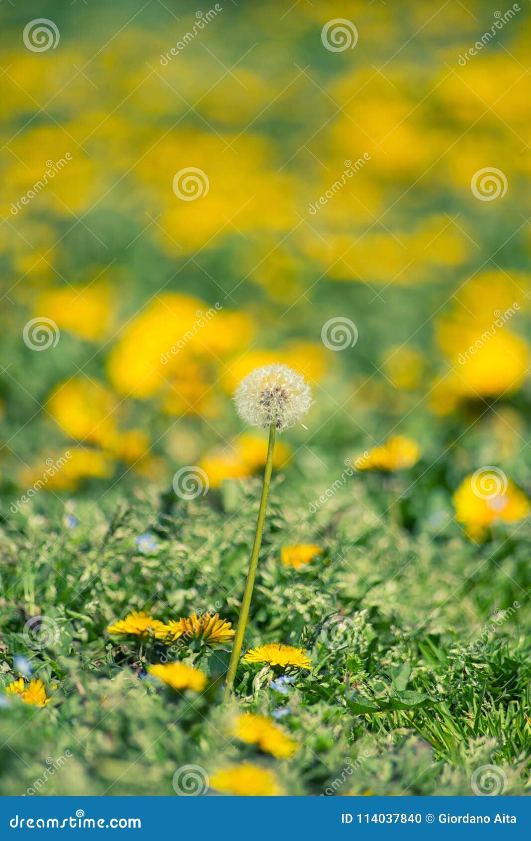 Dandelion Flowers in the Blooming Field Stock Photo - Image of flower ...