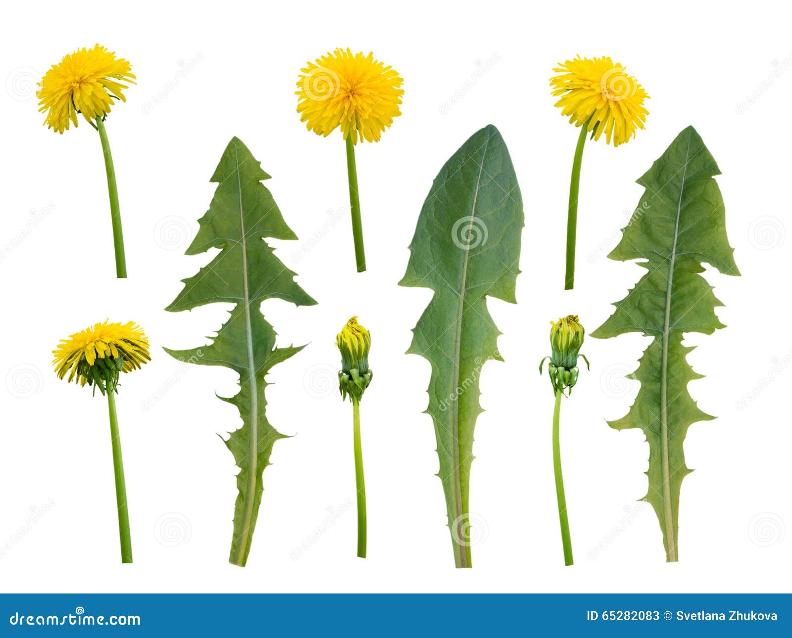 Dandelion Flowers, Buds and Leaves Stock Image - Image of dandelion ...