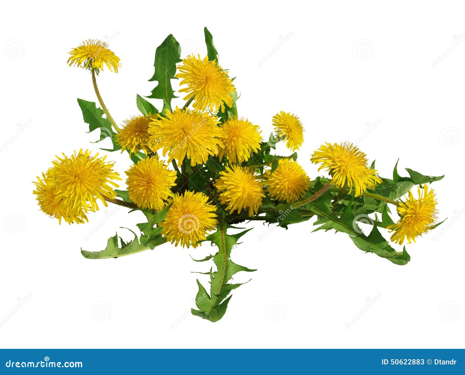 Dandelion Flowers Are White And Fluffy With Ripe Seeds Ready To Fly ...