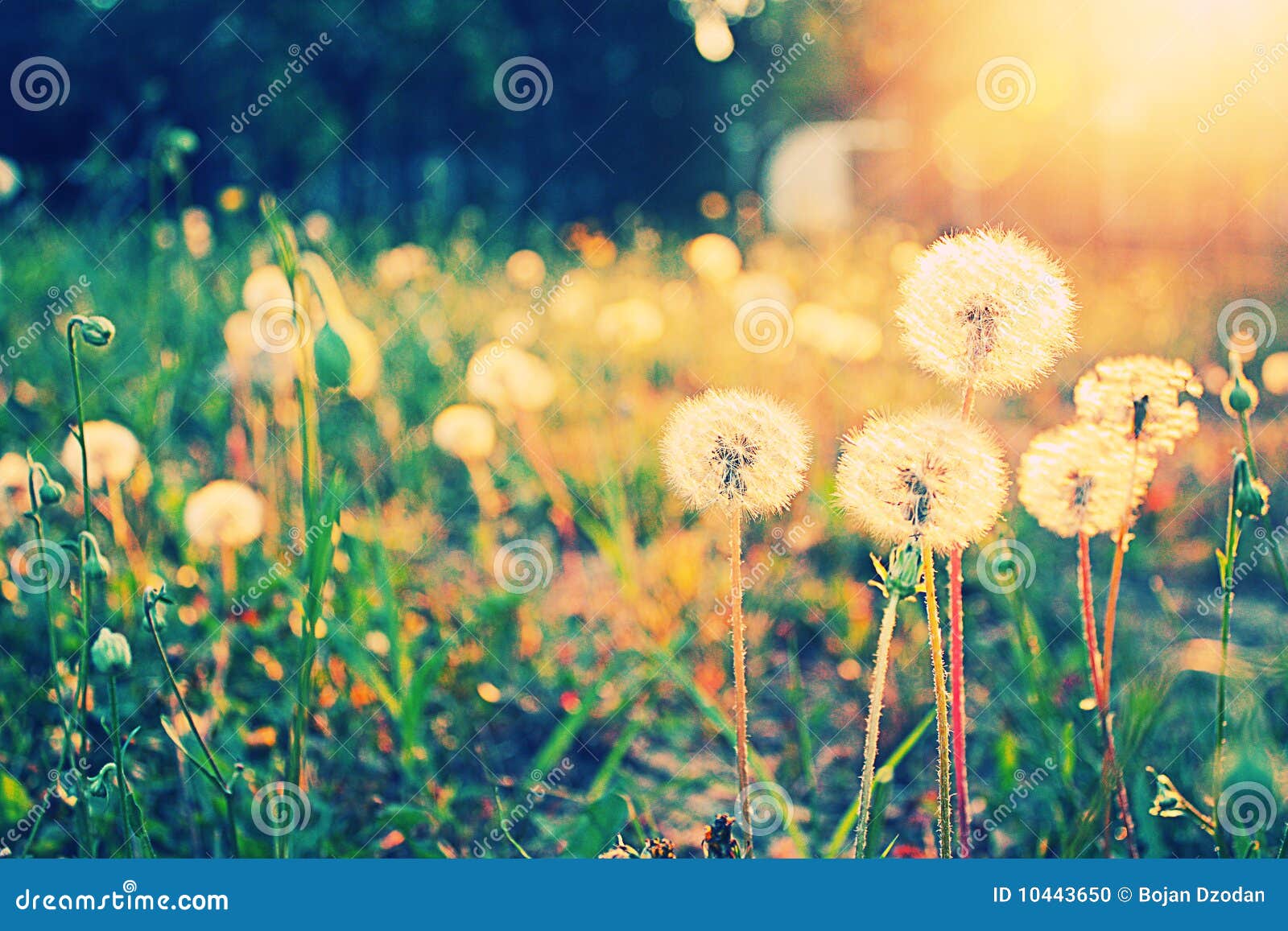 Dandelion flowers in field stock photo. Image of colourful - 10443650