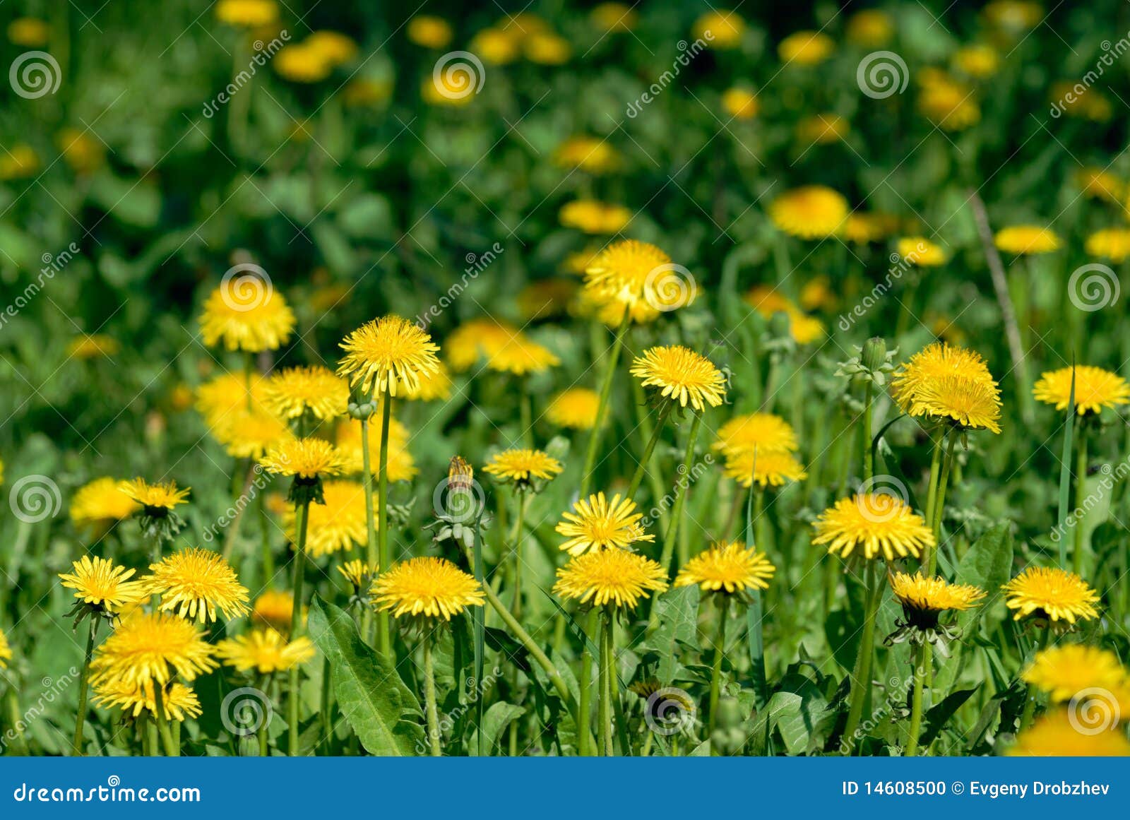 Dandelion flowers field stock photo. Image of fresh, colorful - 14608500