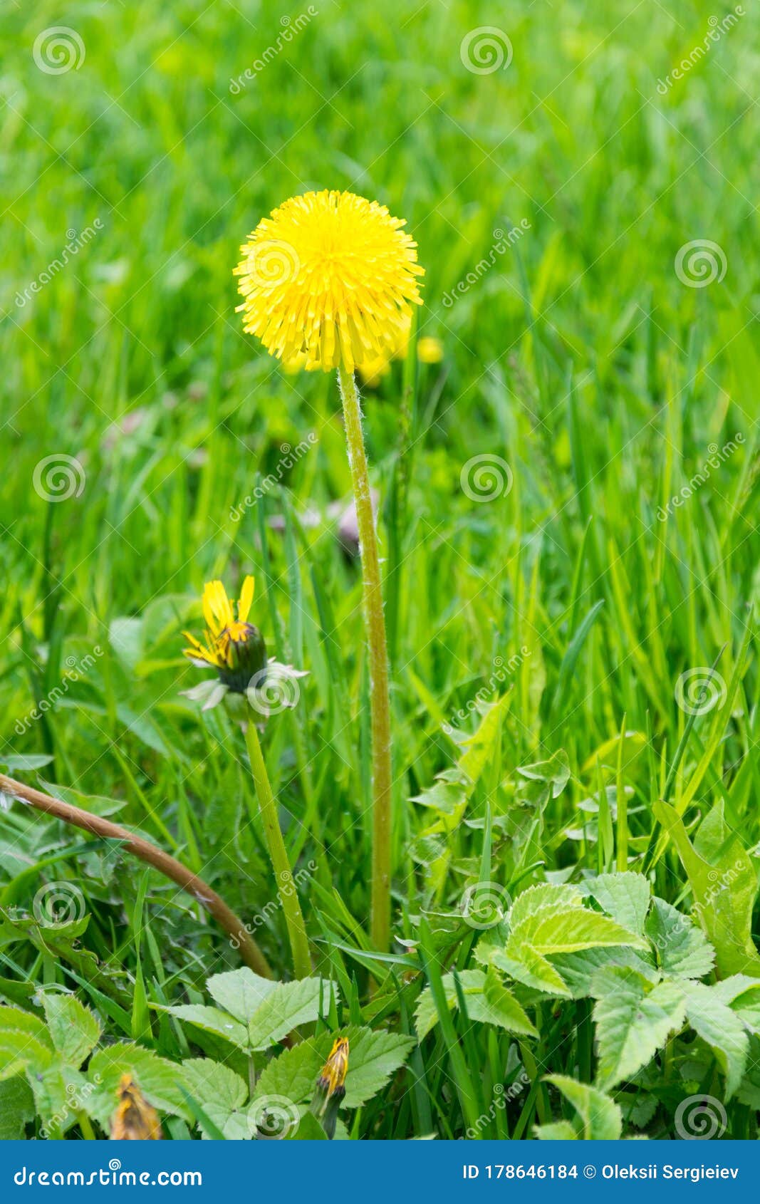 Dandelion flower close up stock photo. Image of idyllic - 178646184
