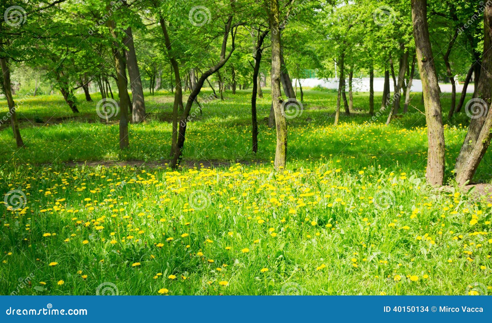 Dandelion flowers forest stock photo. Image of natural - 40150134