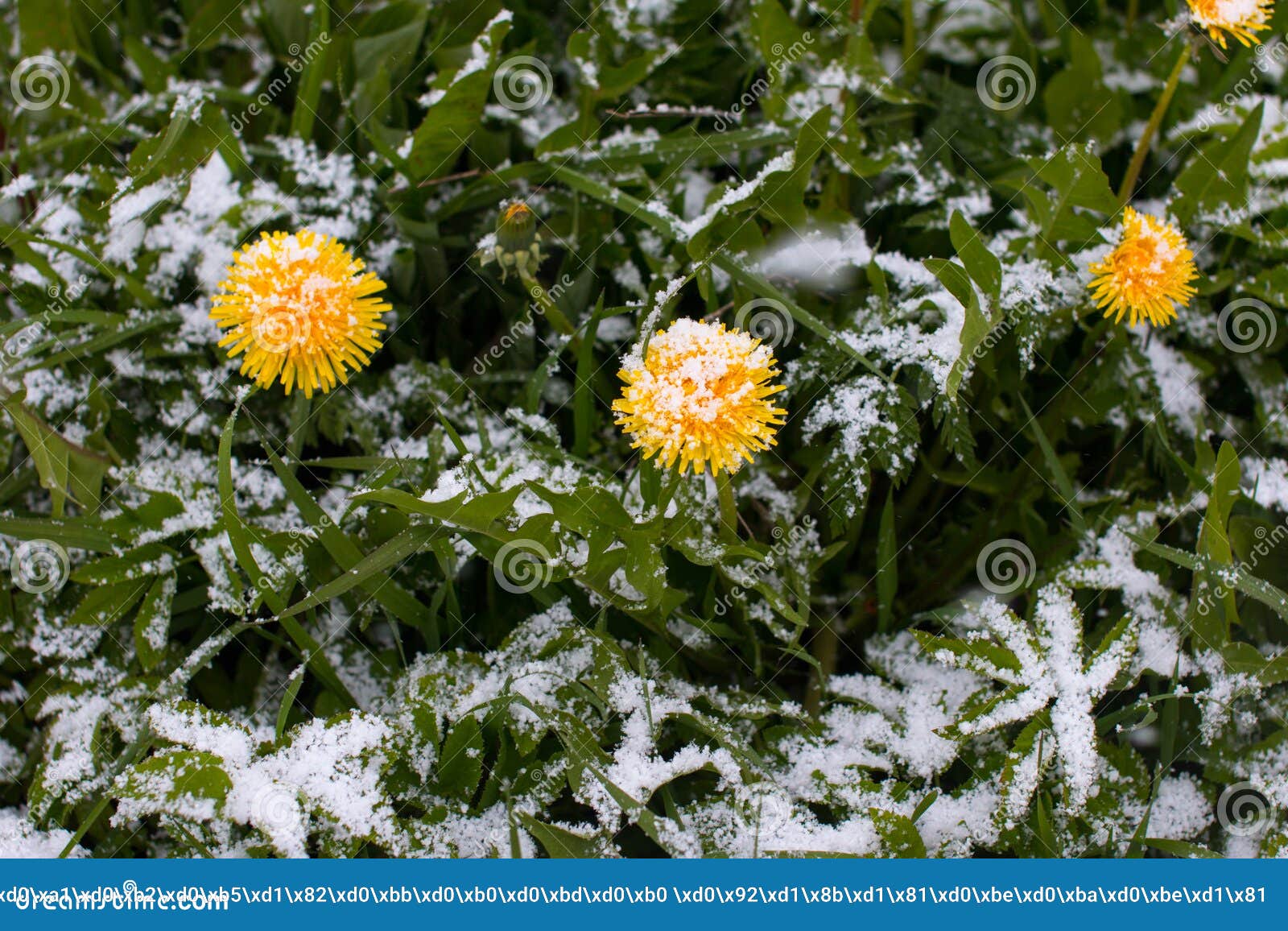 Dandelion Flowers Under the Snow. Stock Image - Image of plantdandelion ...