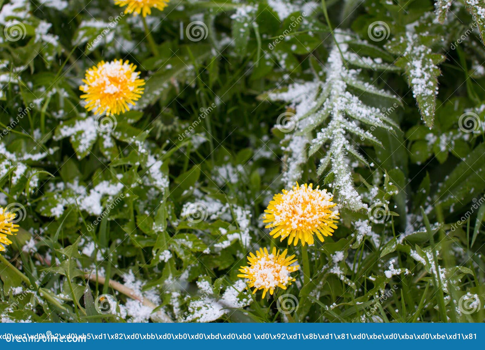 Dandelion Flowers Under the Snow. Stock Photo - Image of snow ...