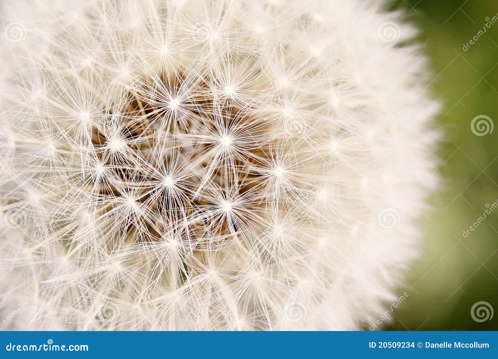 Dandelion Fluff stock photo. Image of grass, seed, garden - 20509234