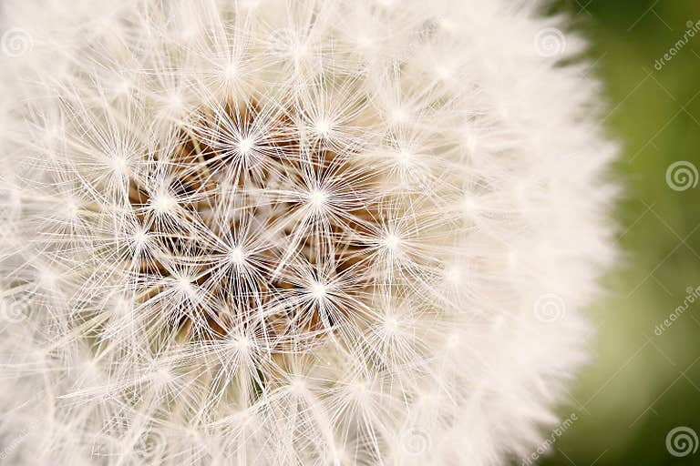 Dandelion Fluff stock photo. Image of grass, seed, garden - 20509234