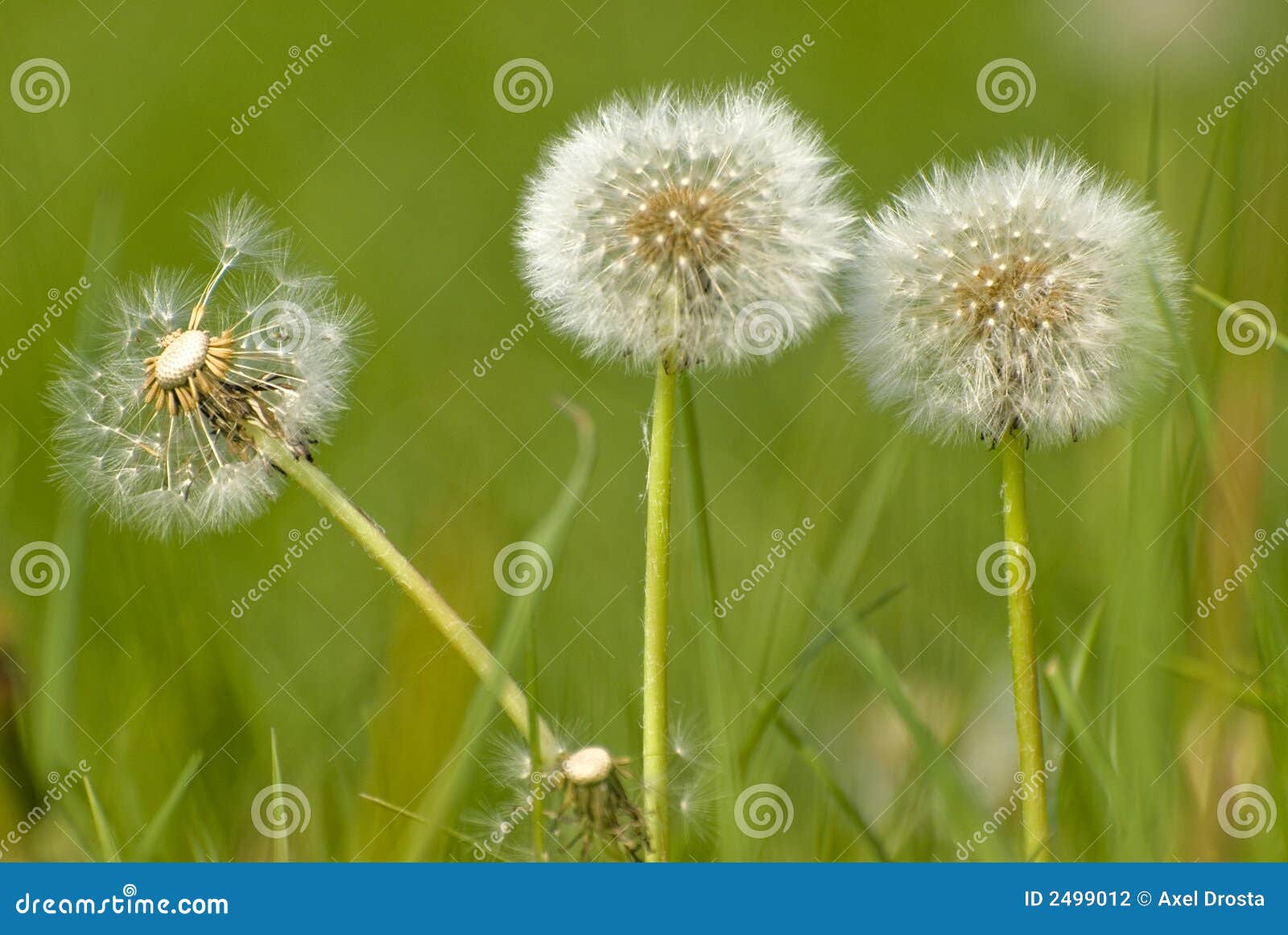 Dandelion Fluff stock photo. Image of weed, fluffy, grasses - 2499012