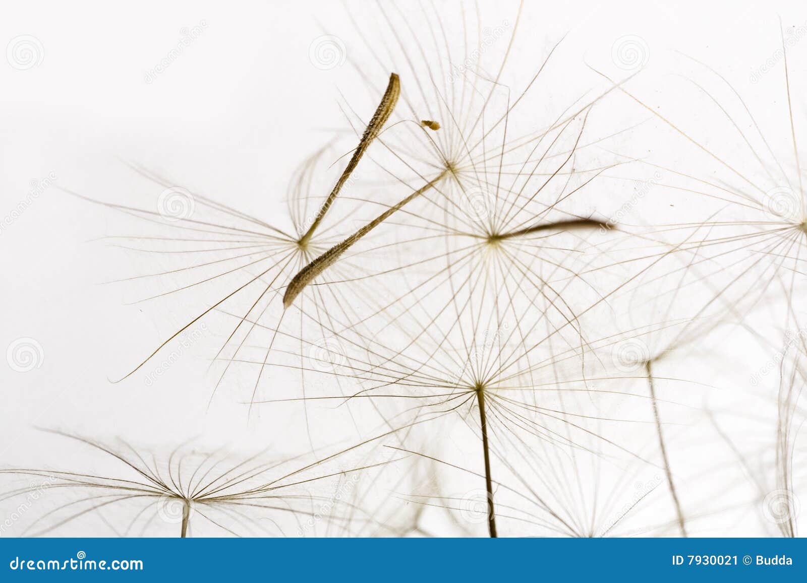 Dandelion fluff stock image. Image of fragility, blow - 7930021