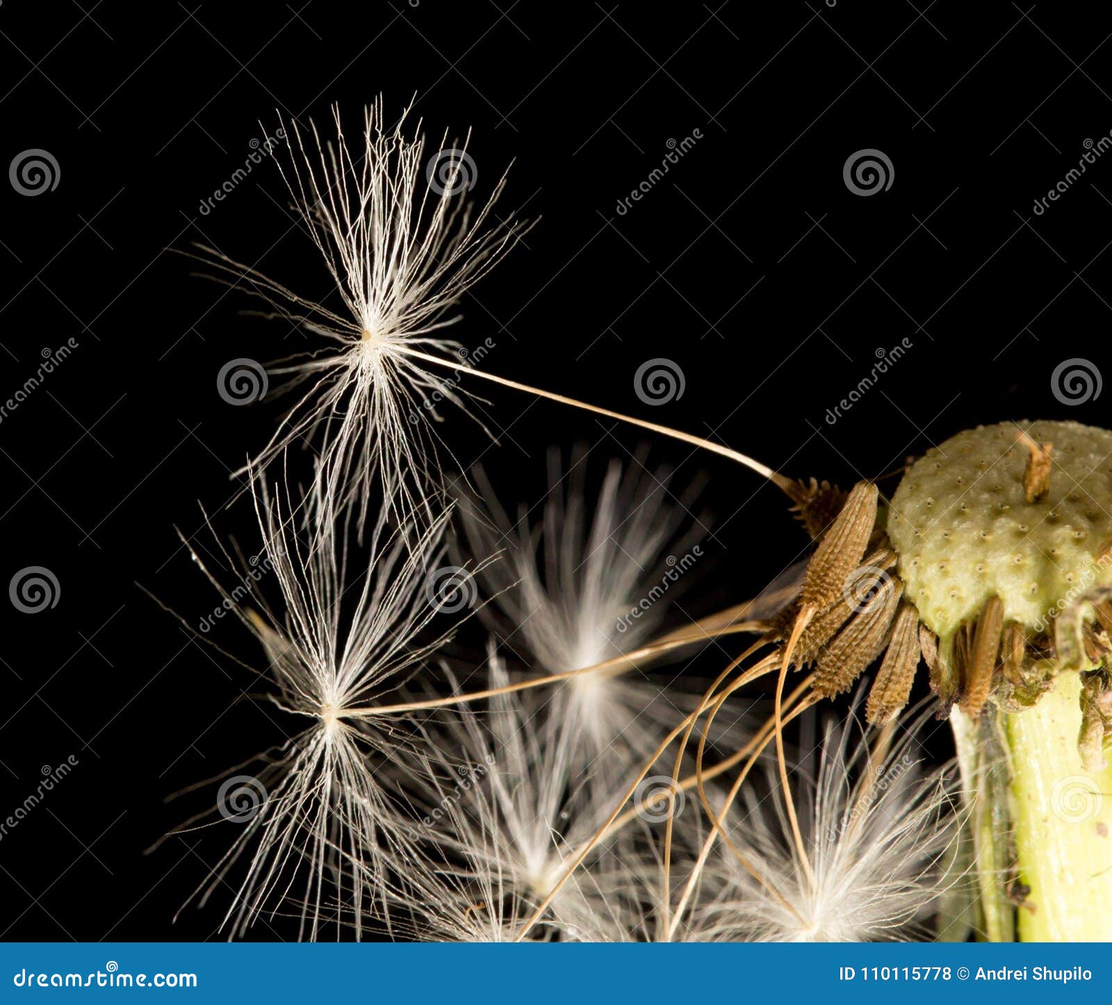 Dandelion Fluff On A Black Background. Macro Royalty-Free Stock Image ...