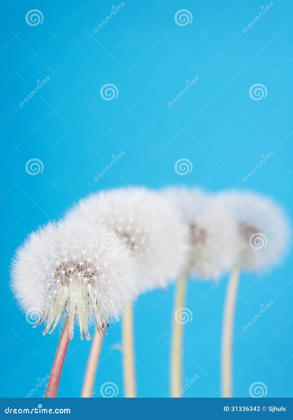Dandelion fluff on blue stock photo. Image of frail, flimsy - 31336342