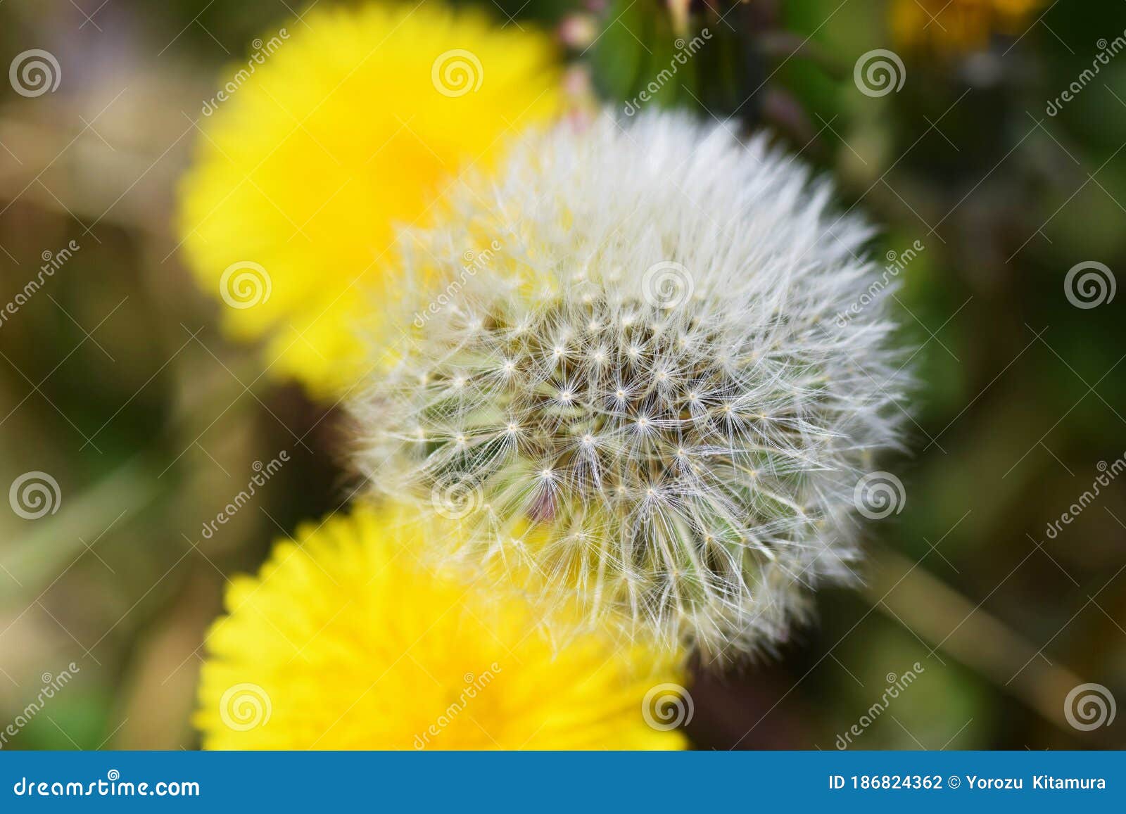 The dandelion fluff. stock photo. Image of asia, dandelions - 186824362
