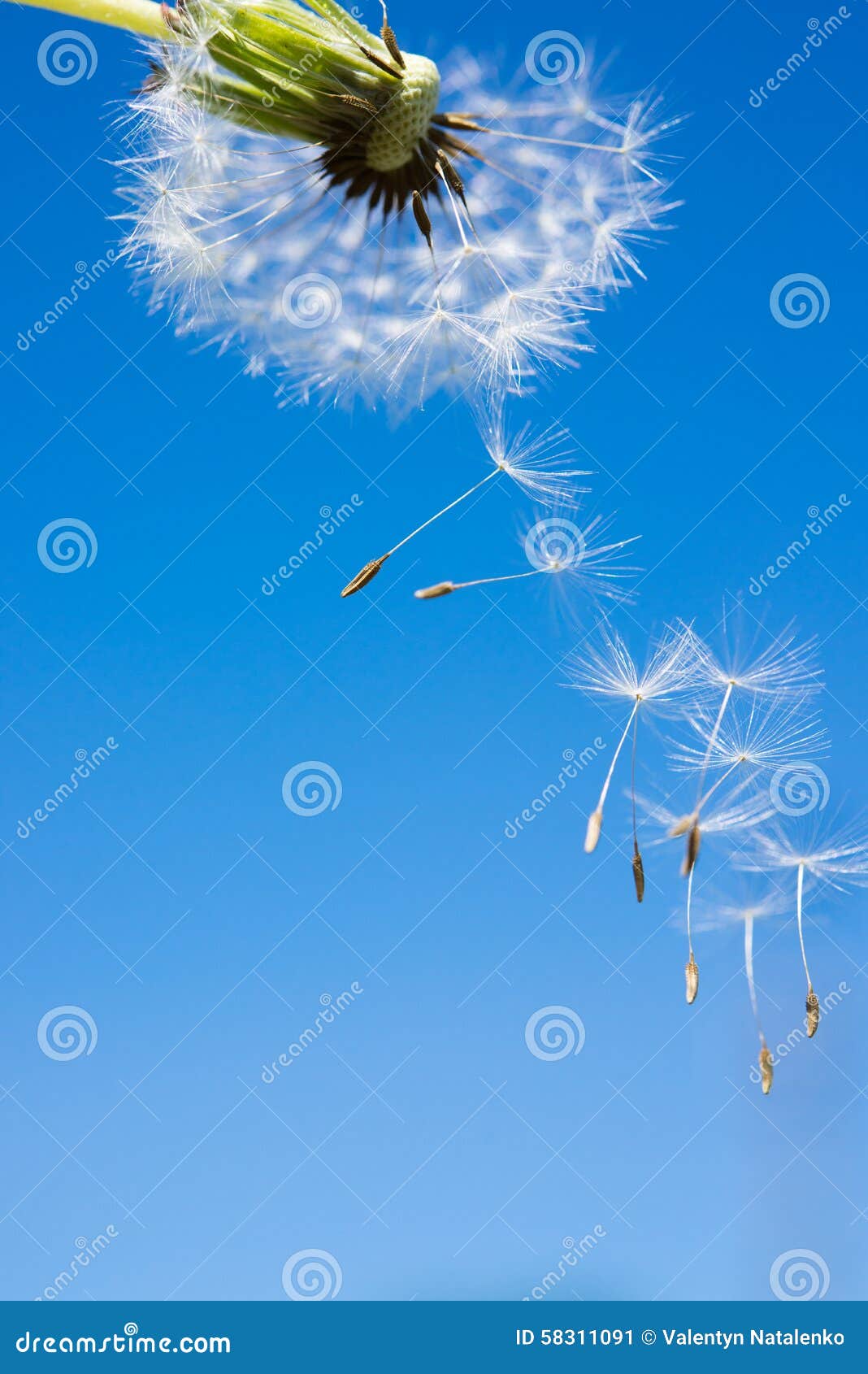 Dandelion Fluff Flying in Air Stock Image - Image of fragile, fluff ...
