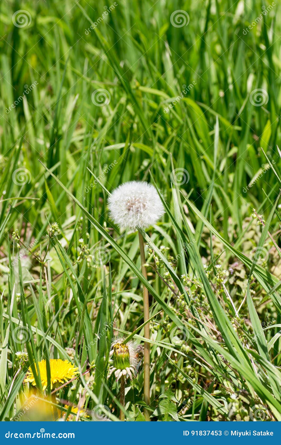 Dandelion fluff stock image. Image of closeup, blossom - 91837453