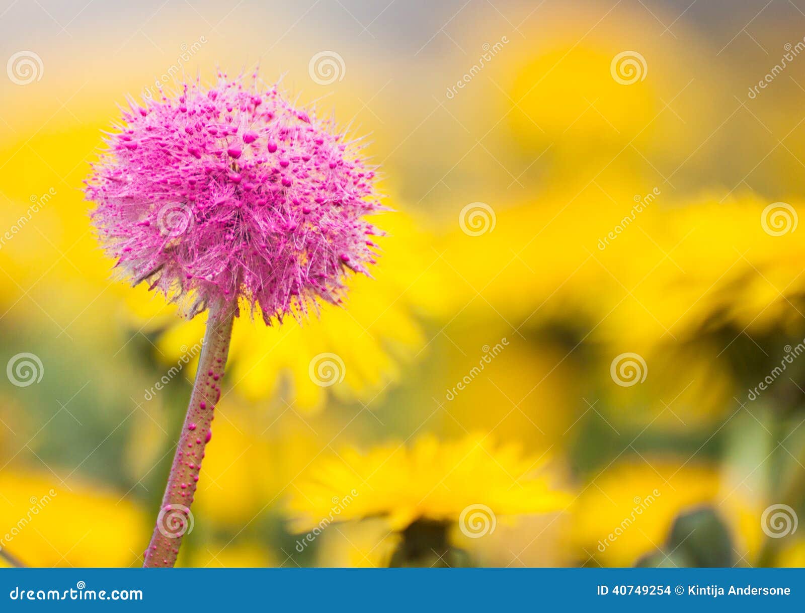 Dandelion fluff stock photo. Image of drops, flowers - 40749254
