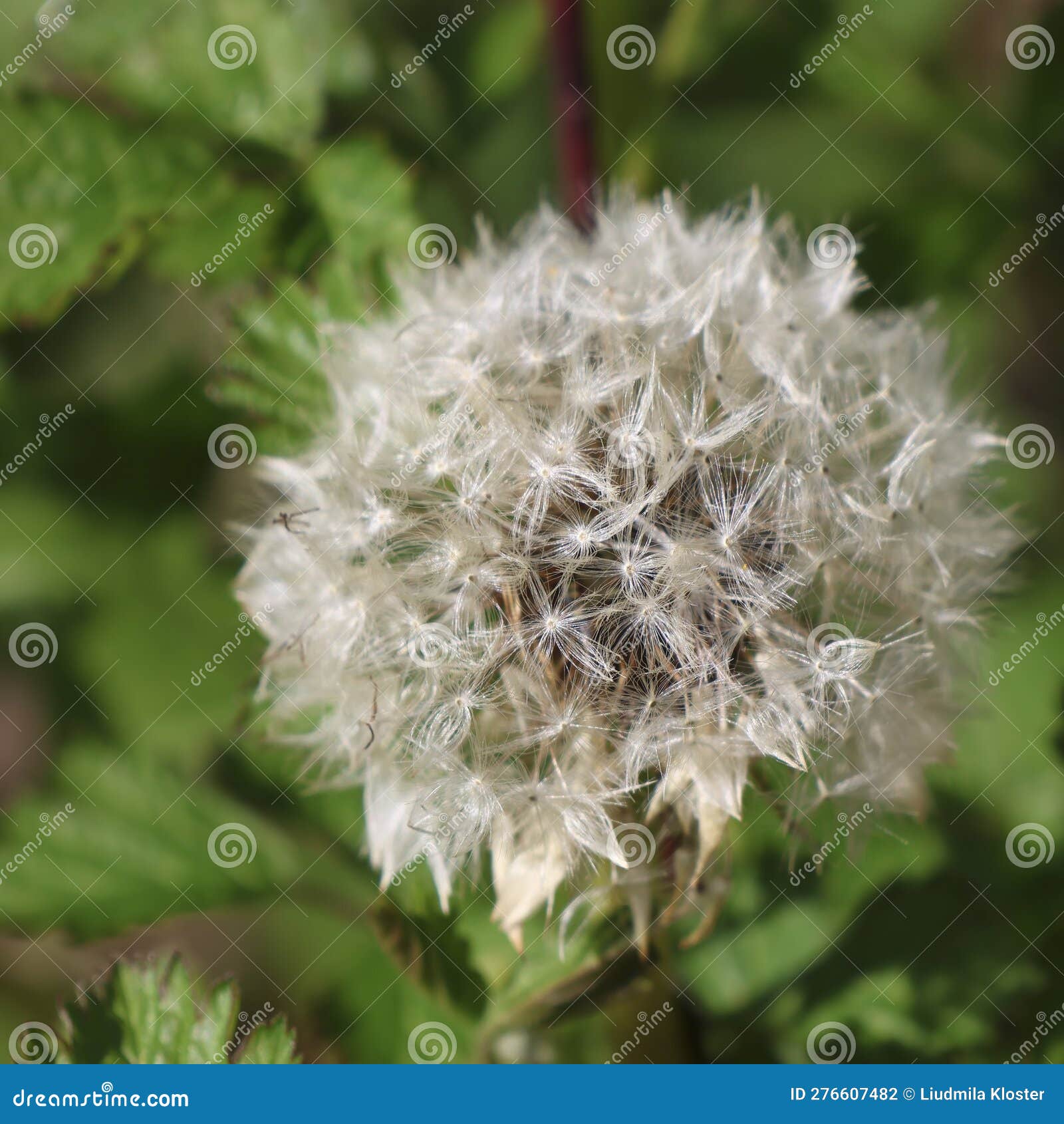 Dandelion stock photo. Image of leaf, flower, thistle - 276607482