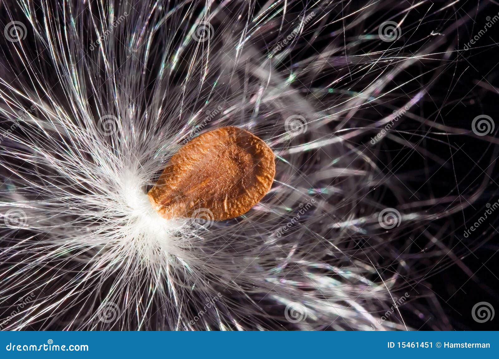Dandelion Fluffy Seed on Black Stock Image - Image of light, plant ...