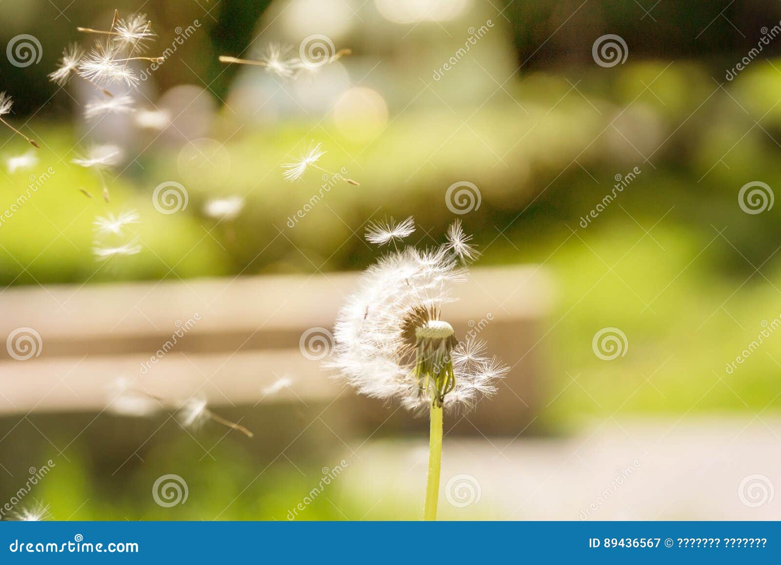 Dandelion Fly Away in the Wind Stock Image - Image of environment ...