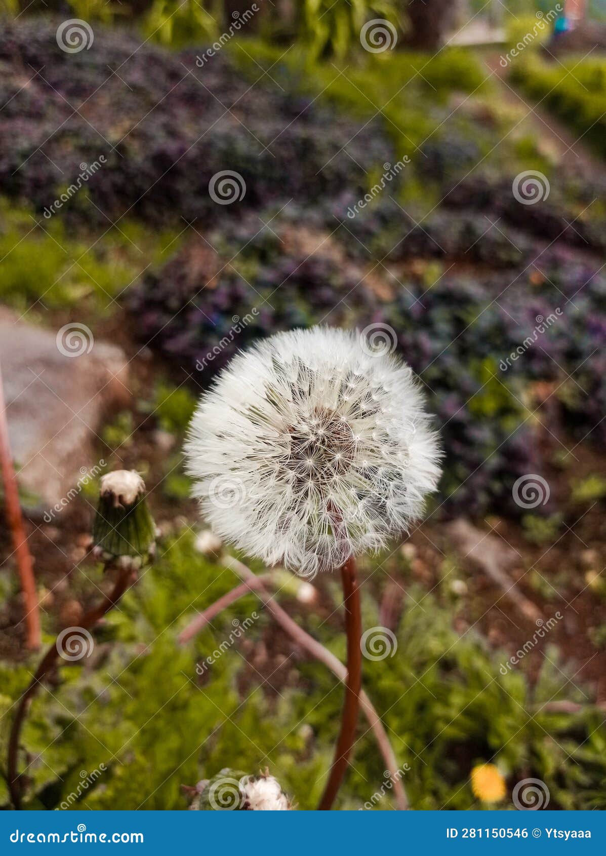 Dandelion Fly through Dieng Stock Photo - Image of flower, branch ...