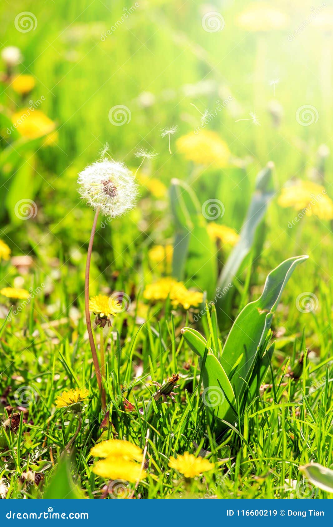 A dandelion flying stock image. Image of fresh, dandelion - 116600219