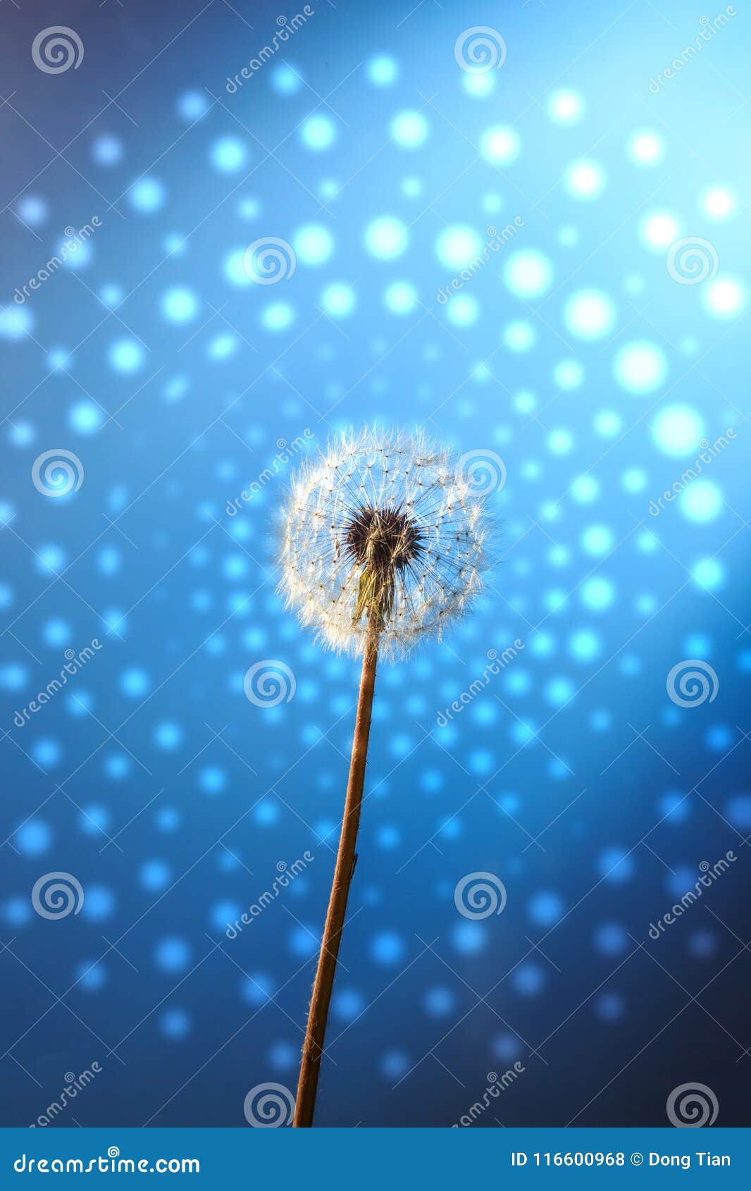 A dandelion flying stock photo. Image of breeding, feathers - 116600968