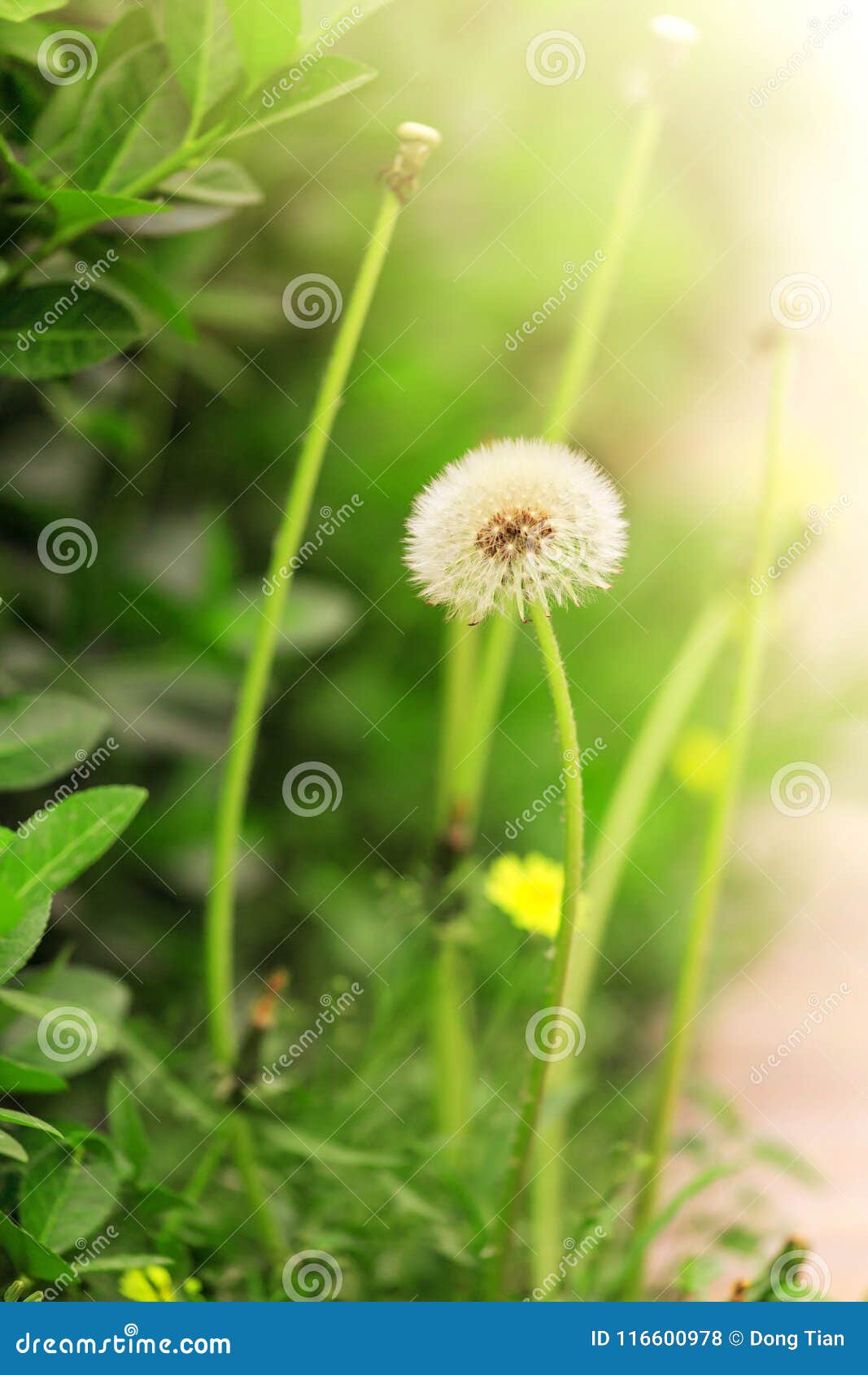 A dandelion flying stock photo. Image of dandelion, beauty - 116600978
