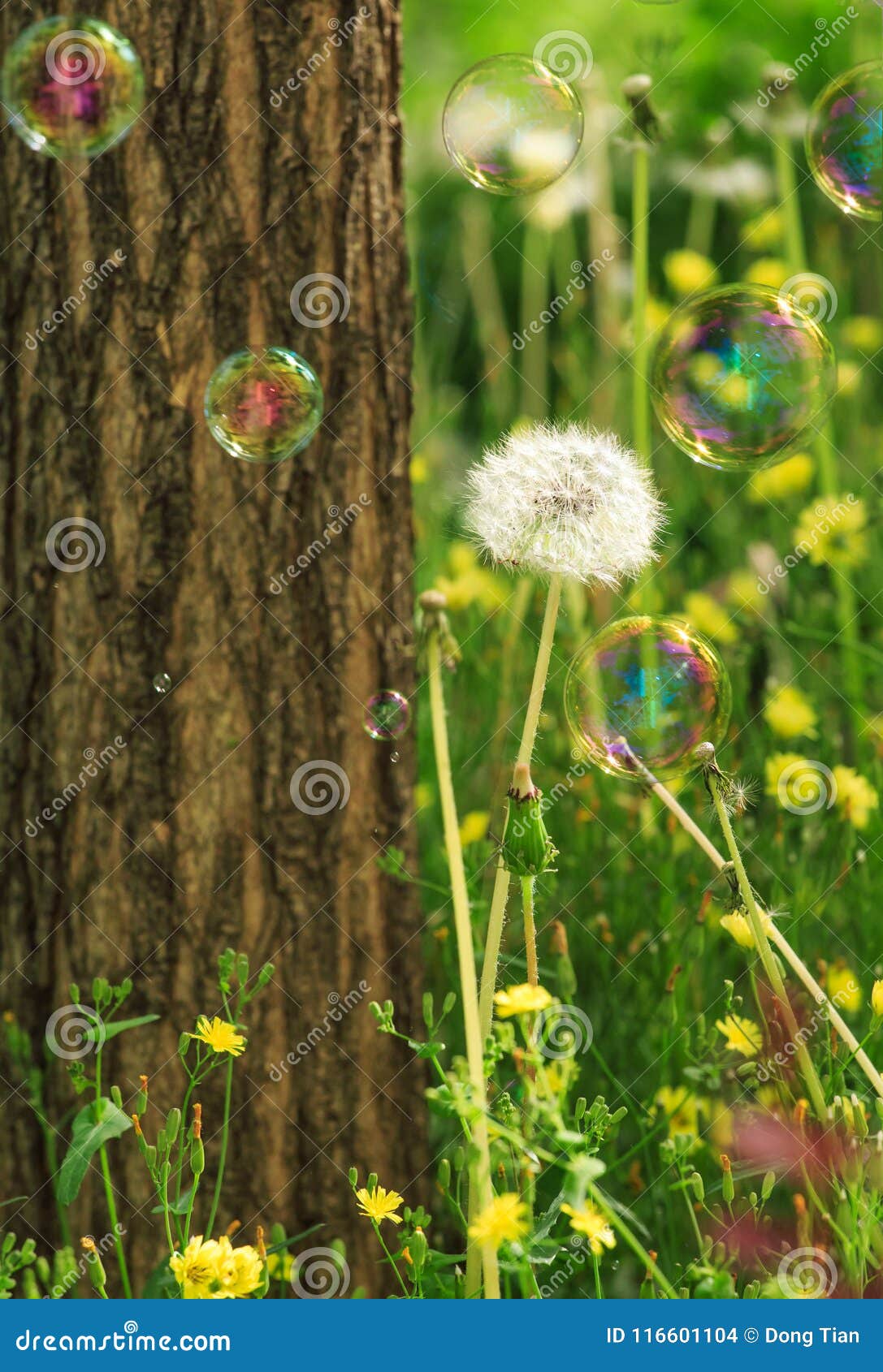 A dandelion flying stock photo. Image of protection - 116601104