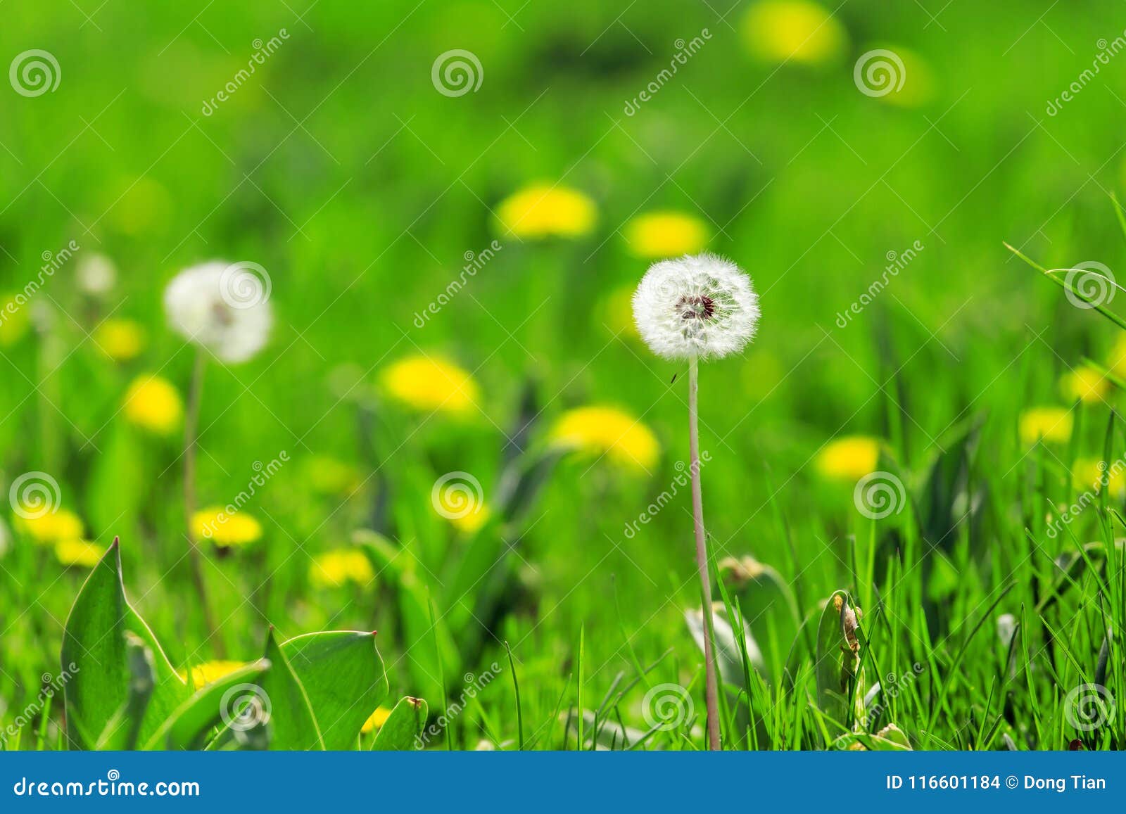 A dandelion flying stock photo. Image of natural, plants - 116601184