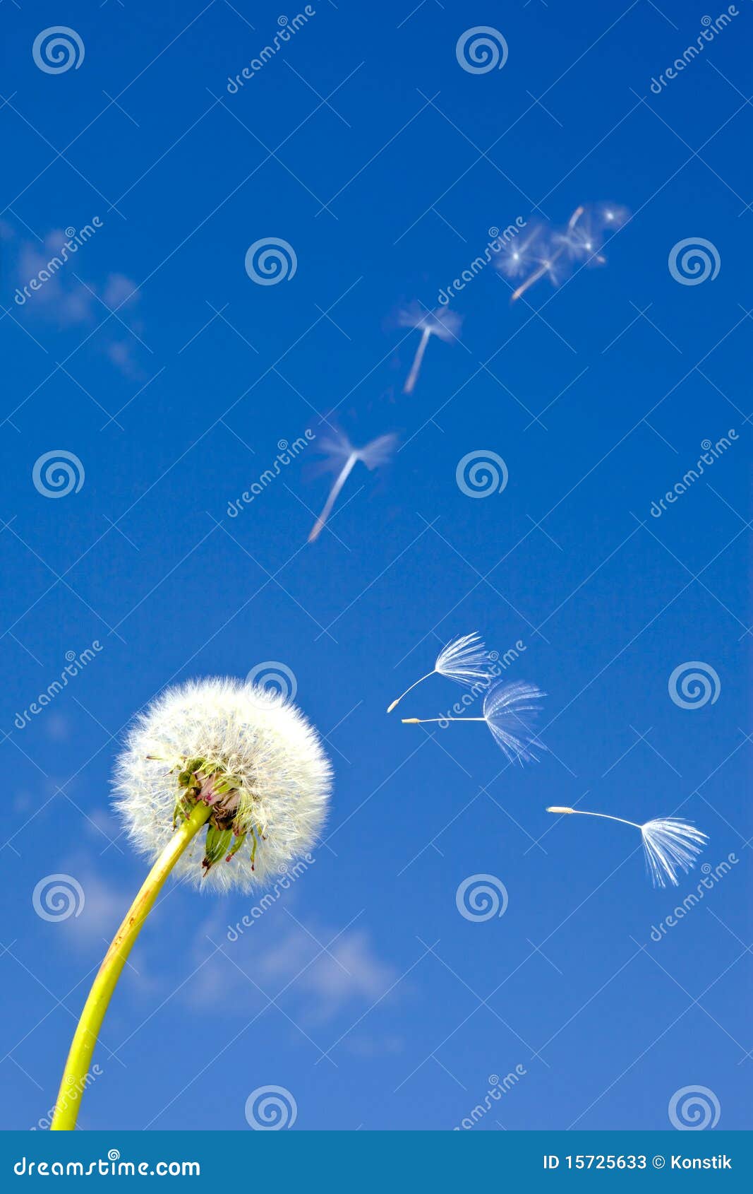 Dandelion and Flying Away Fuzzes Stock Image - Image of beautiful ...